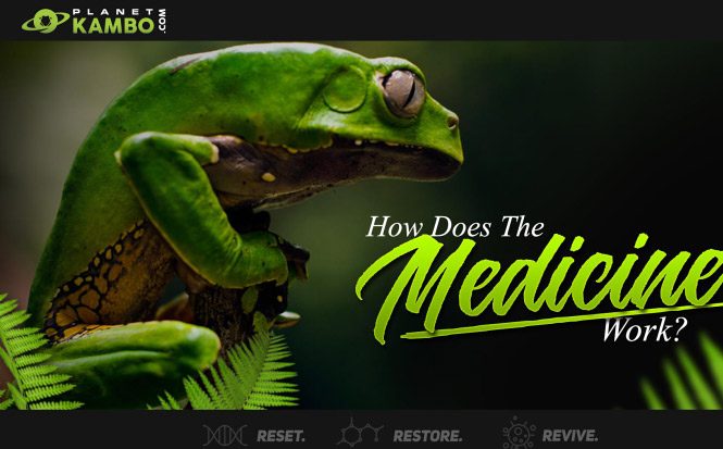 Kambo Cleanse: All About Kambo Treatment & Its Benefits - Get £10 Off Here